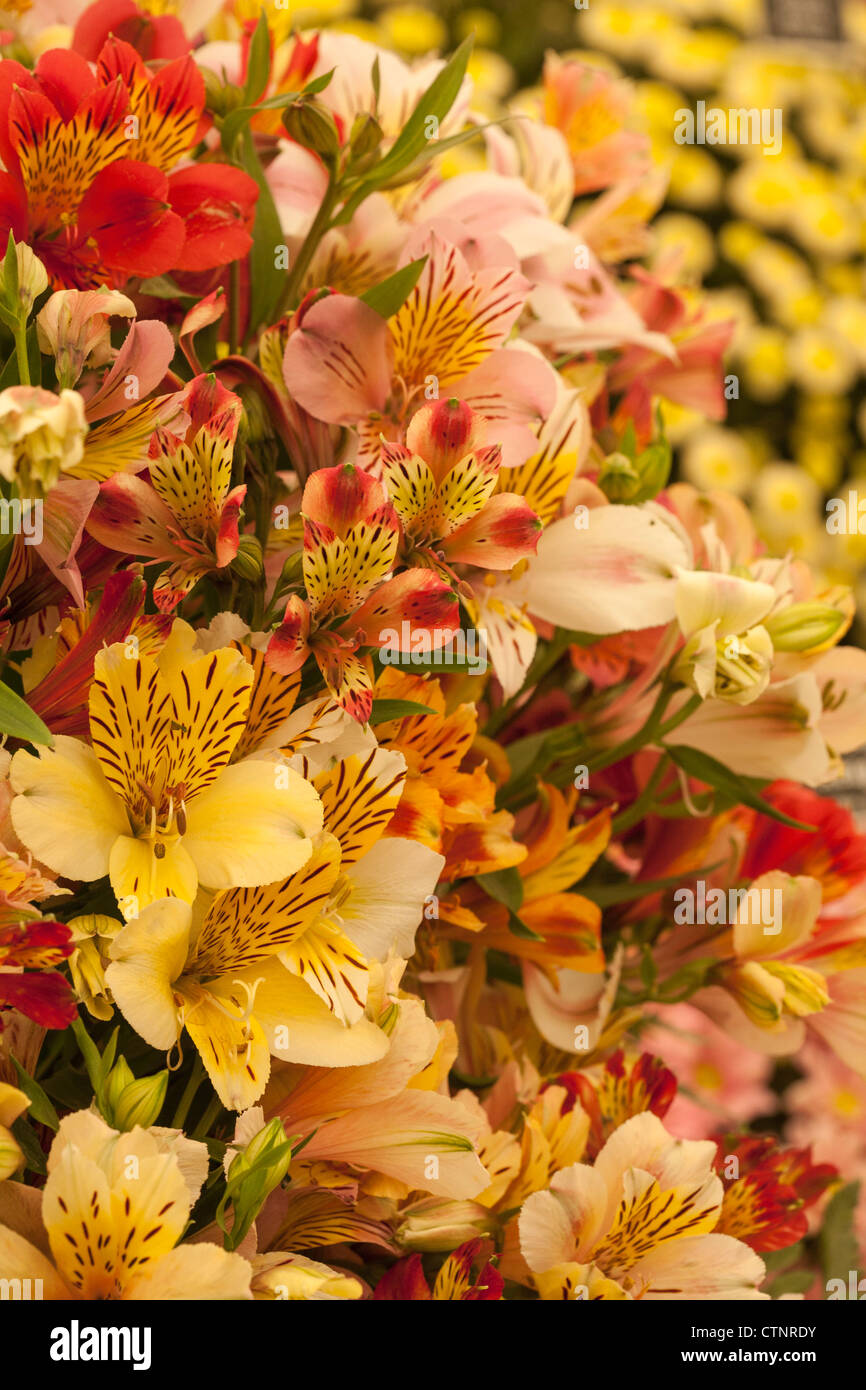 Alstromeria High Resolution Stock Photography and Images - Alamy