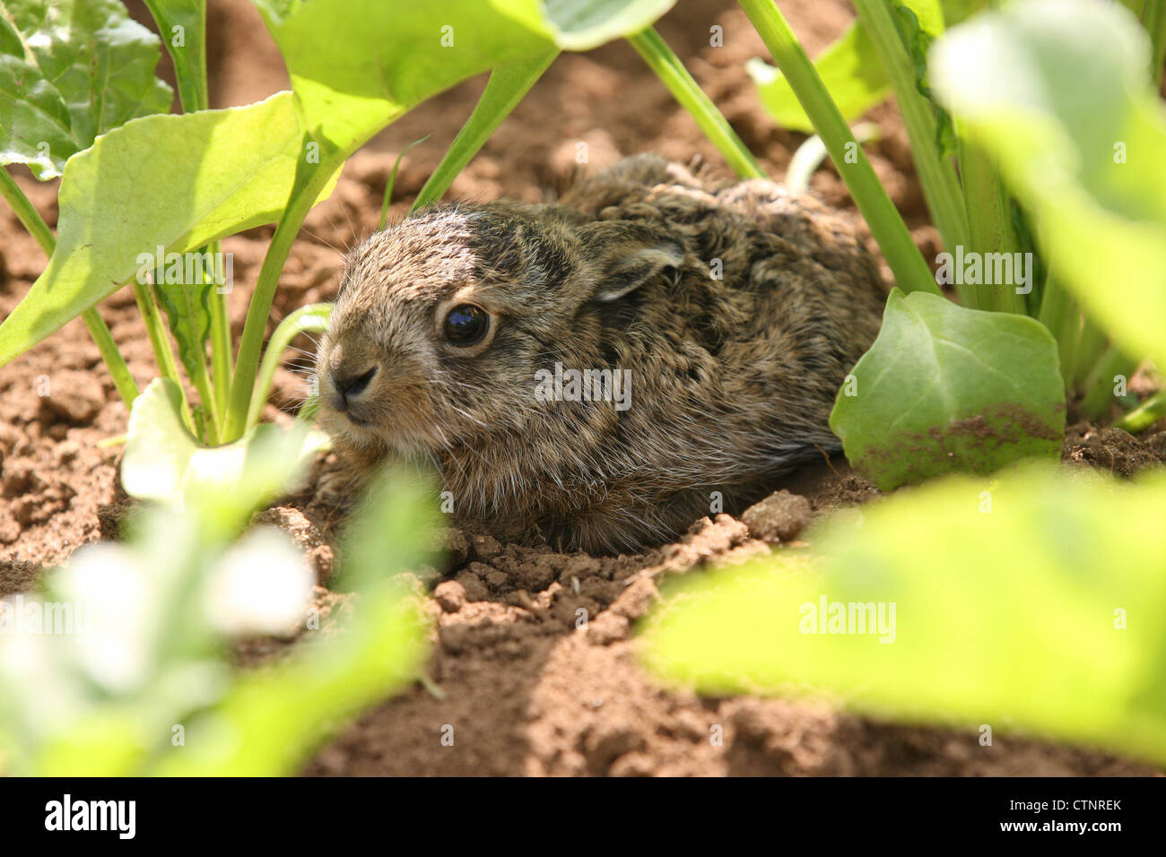 Young Hare [Leveret] in a sugar beet field Stock Photo - Alamy