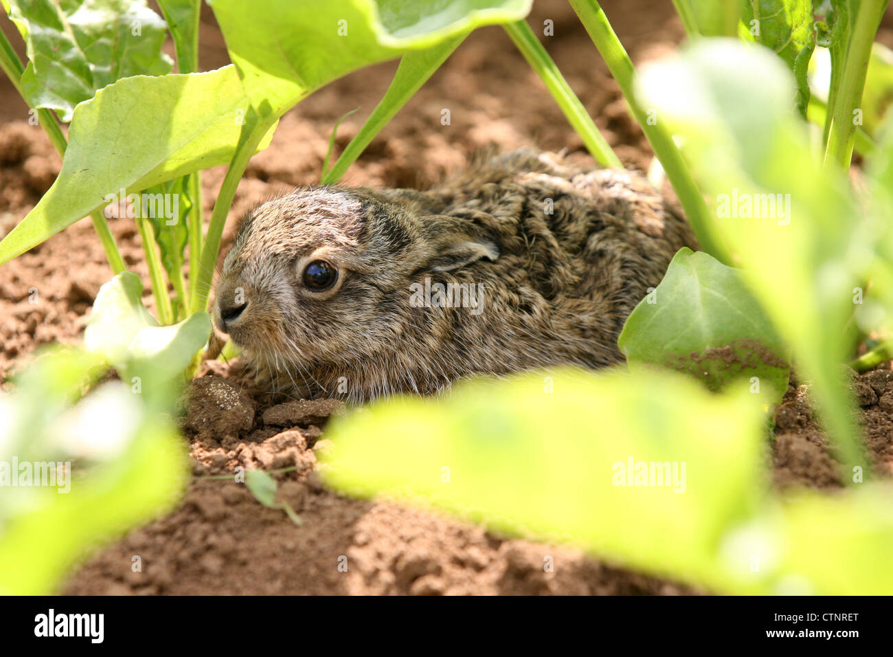 Young Hare [Leveret] in a sugar beet field Stock Photo - Alamy