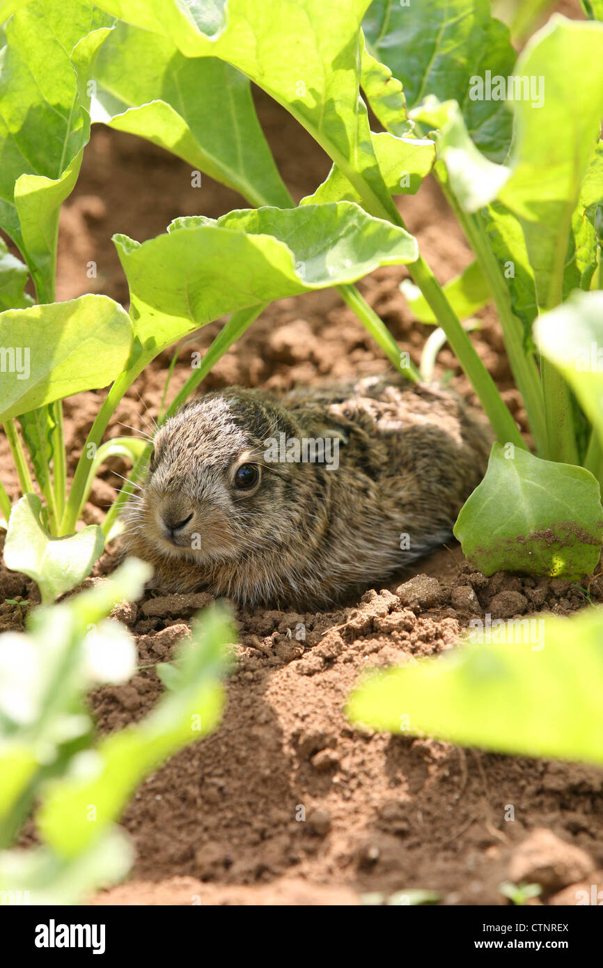 Young Hare [Leveret] in a sugar beet field Stock Photo - Alamy