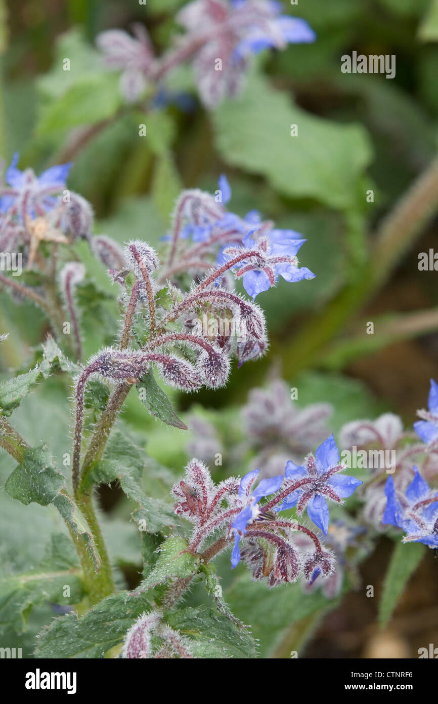 Borage in flower Stock Photo - Alamy