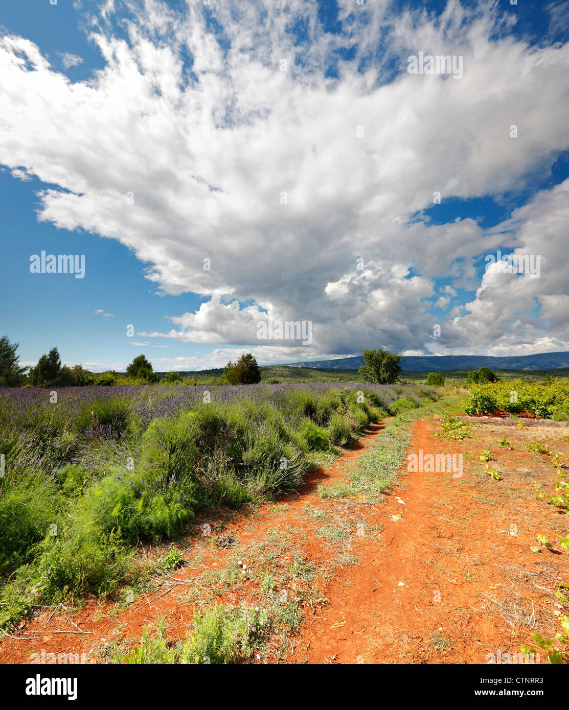 Lavender path hi-res stock photography and images - Alamy