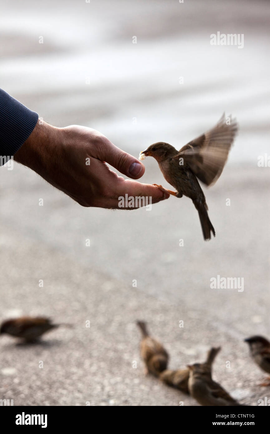 Bird in the hand two in the bush hi-res stock photography and images ...