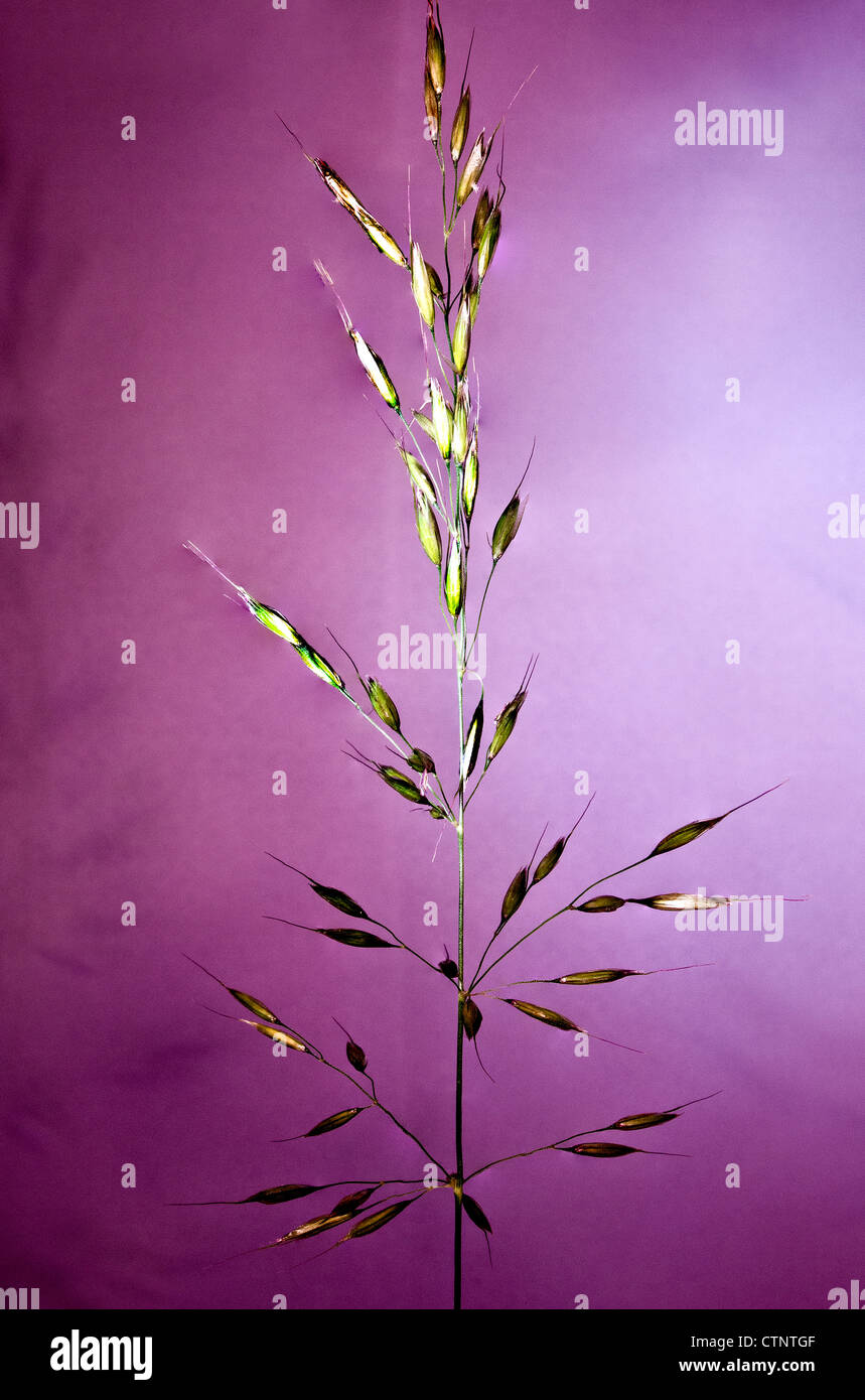 Summer Grasses detail Stock Photo - Alamy