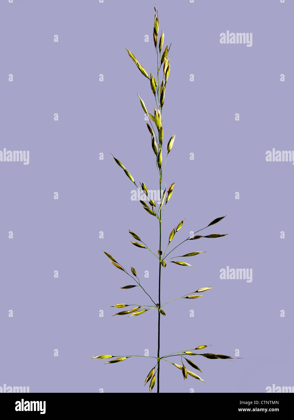 Summer Grasses in detail Stock Photo - Alamy