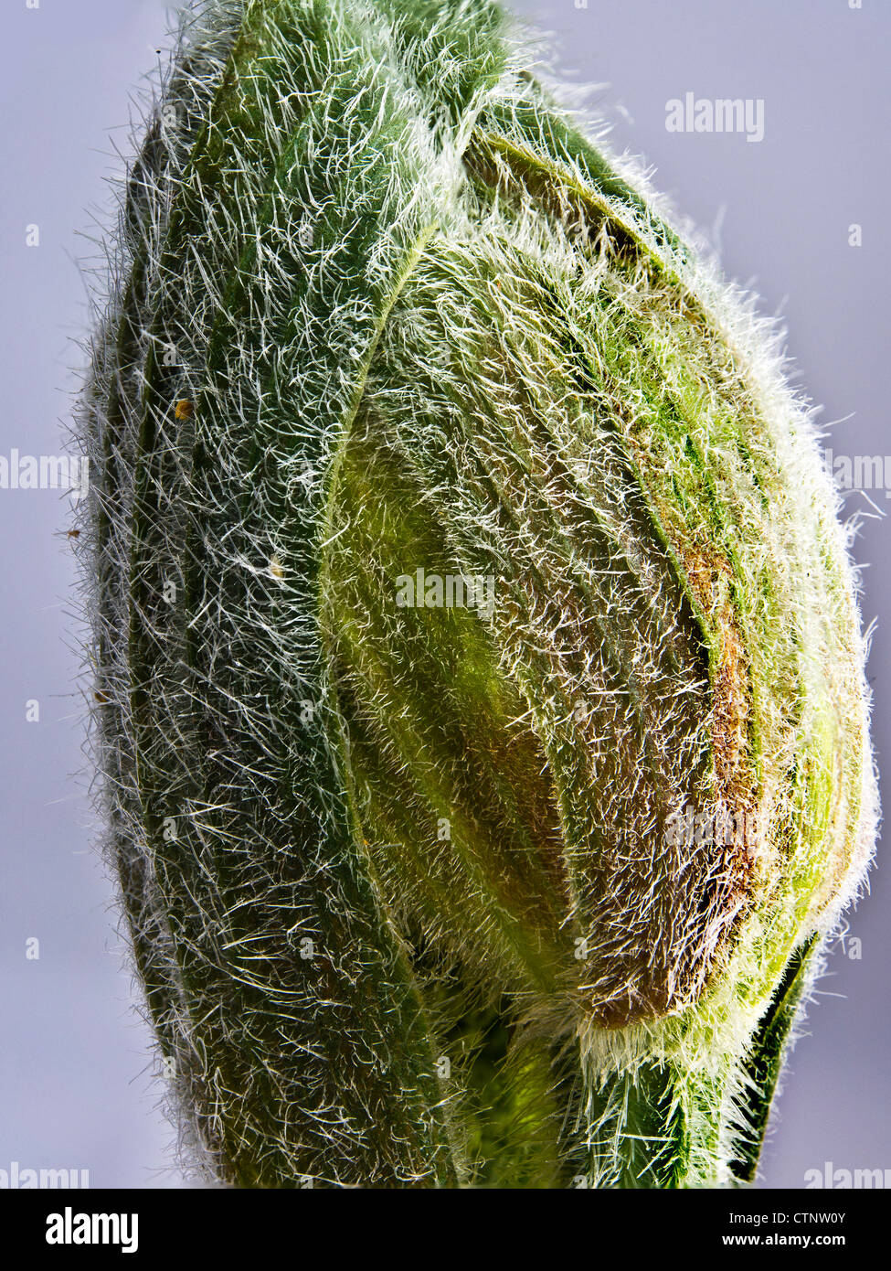 Sweet Angelica Leaf Bud Detail Stock Photo - Alamy