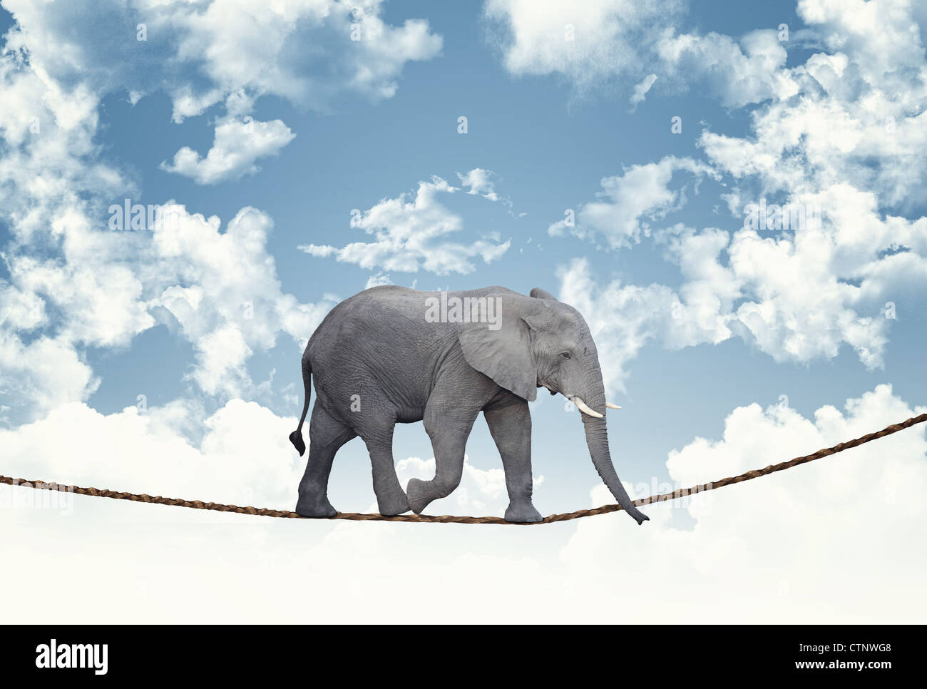 classic african elephant on rope Stock Photo - Alamy