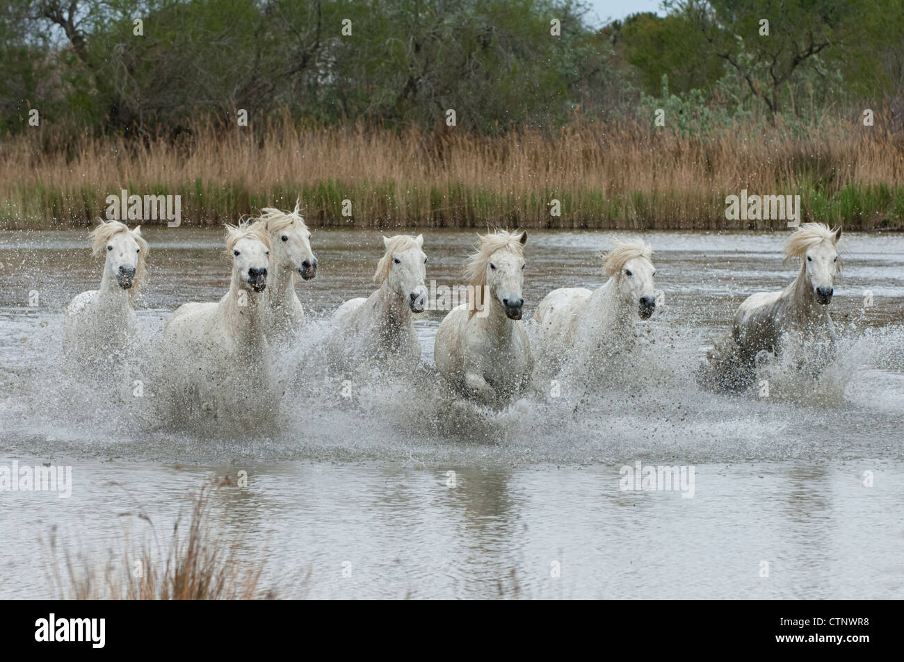 Running in the marsh hi-res stock photography and images - Alamy