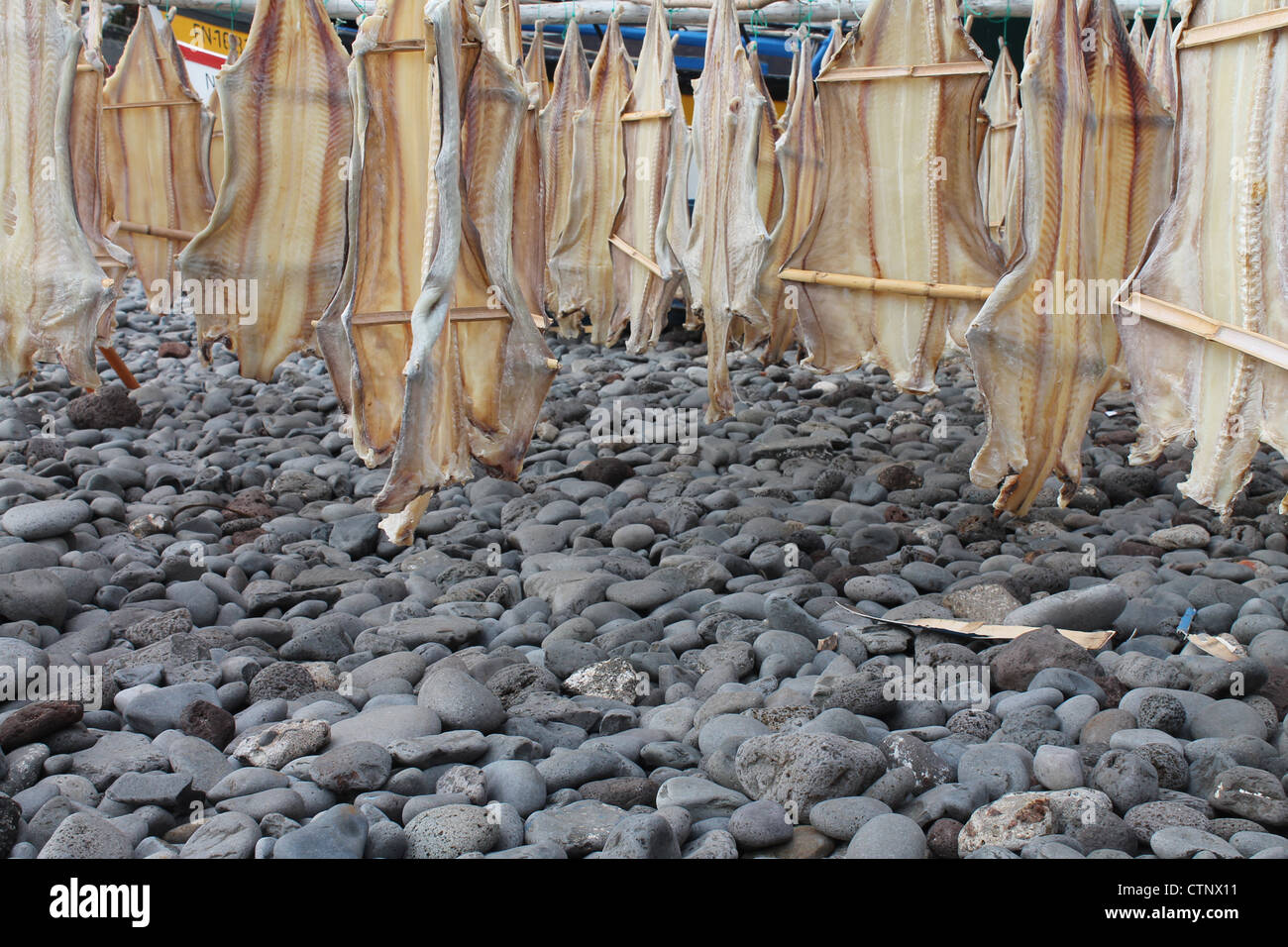 Hanging cod fish drying, Winston Churchill Bay, Madeira Stock Photo - Alamy