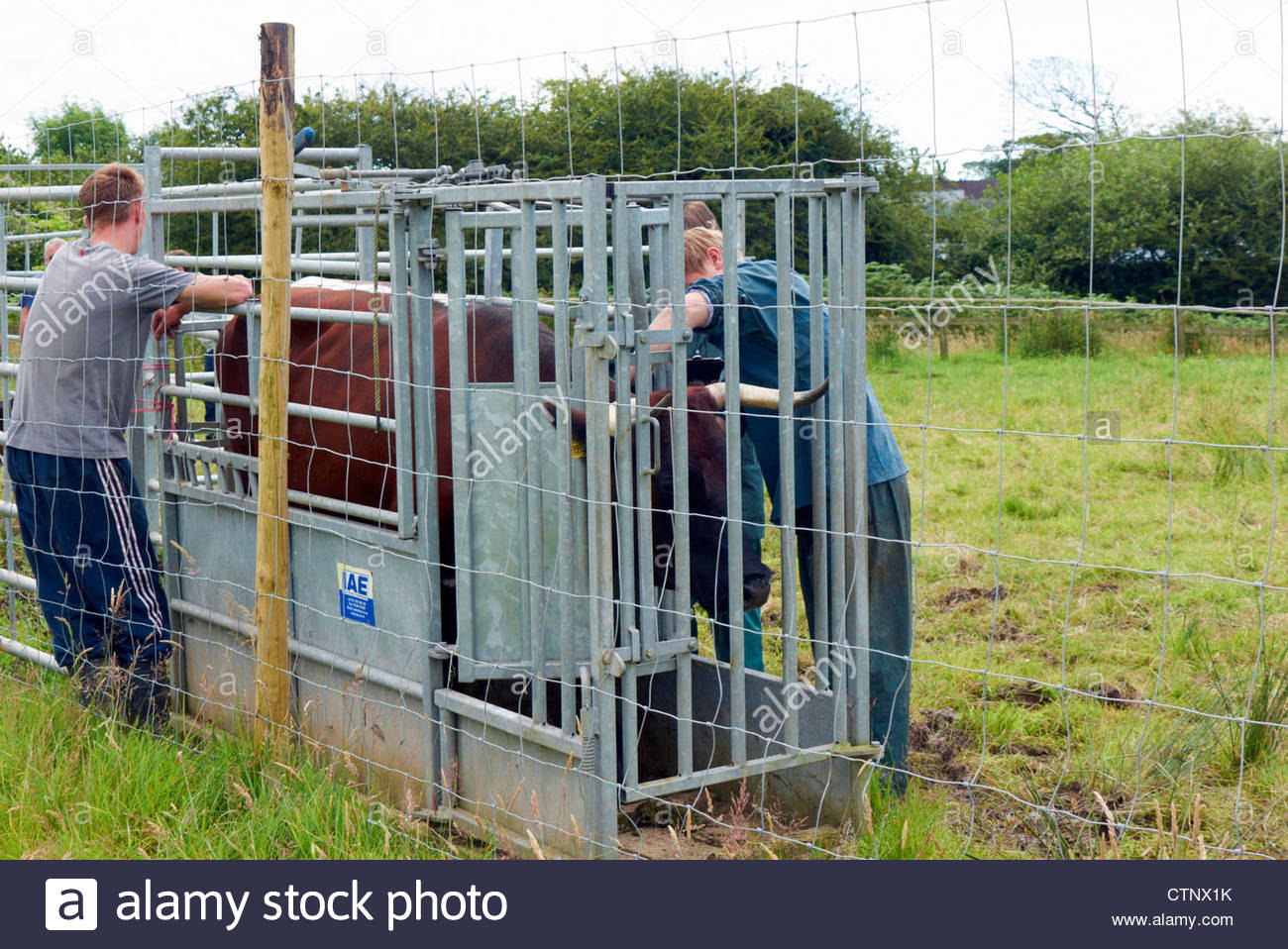 Cattle Crush High Resolution Stock Photography and Images - Alamy