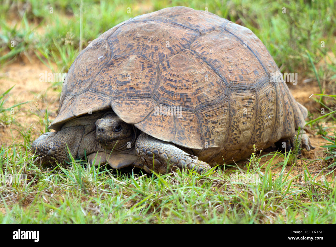 Adult Leopard Tortoise, Eastern Cape, South Africa Stock Photo - Alamy