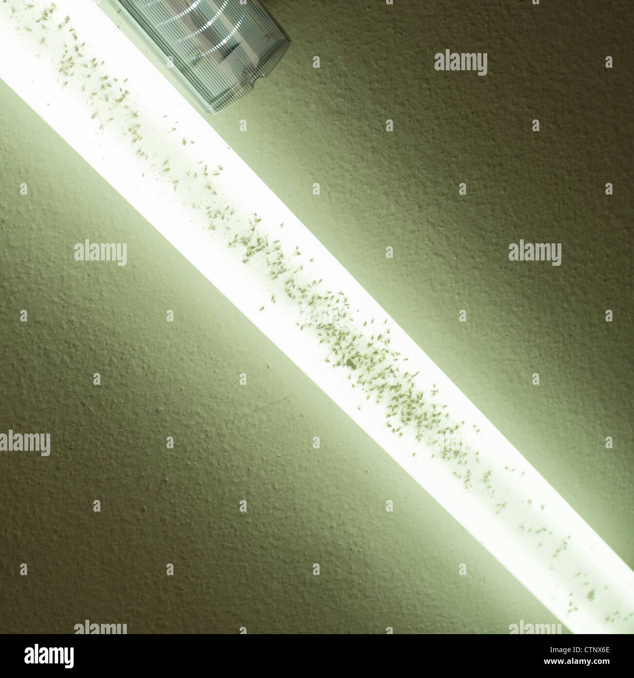 Dead flies and other insects in the fluorescent light ceiling light UK ...