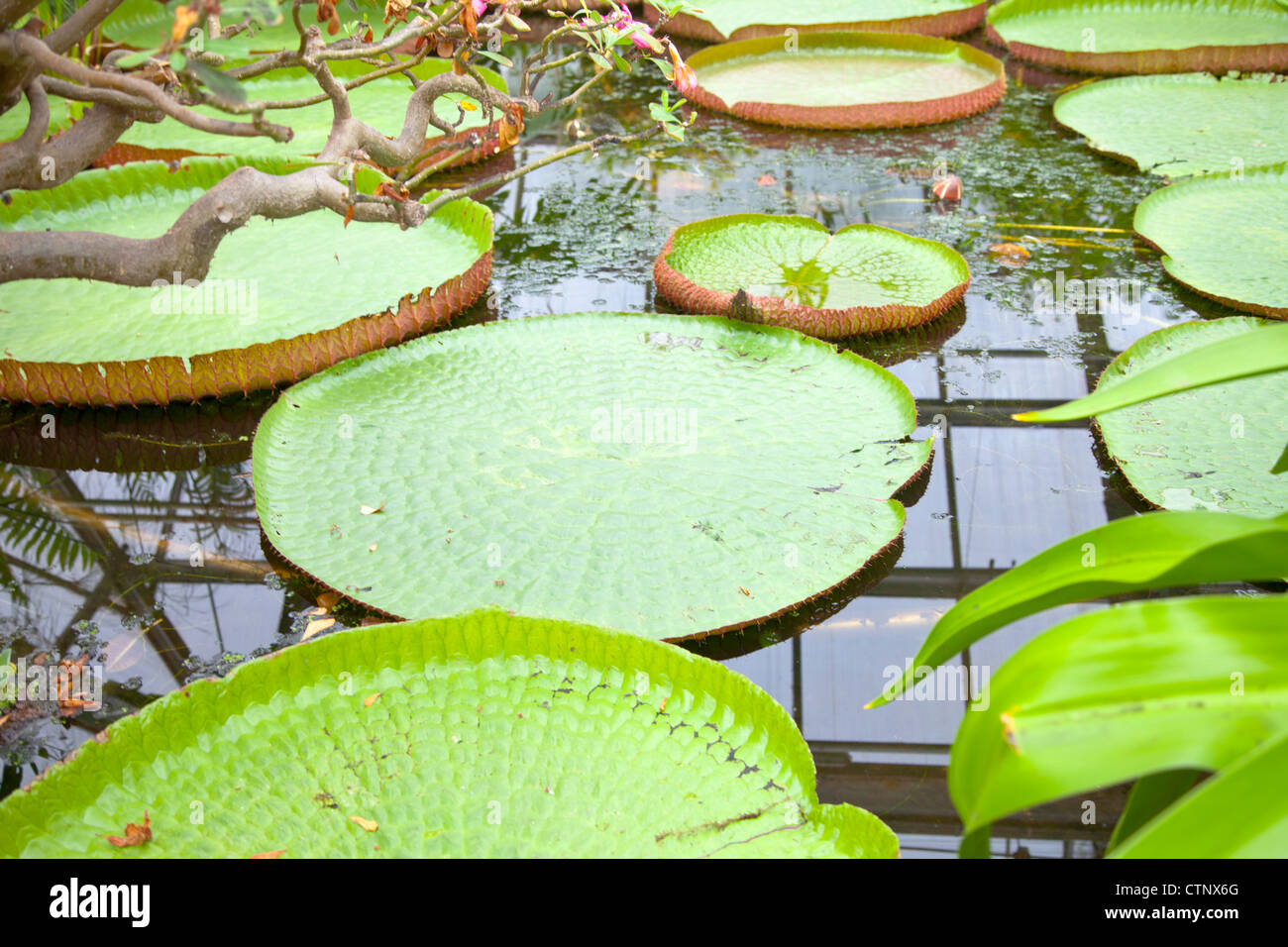 Victoria amazonica hi-res stock photography and images - Alamy