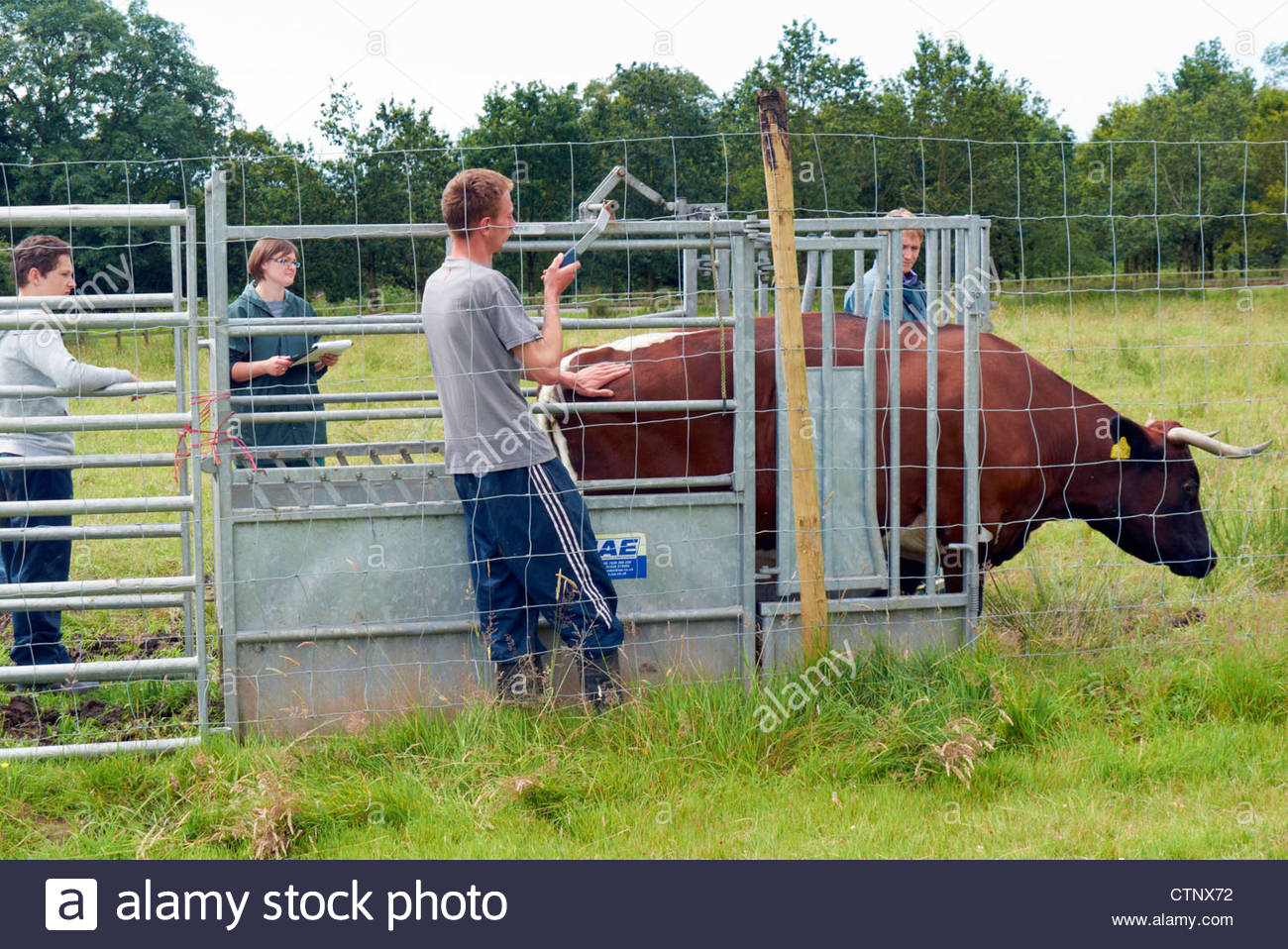 Cattle Crush High Resolution Stock Photography and Images - Alamy