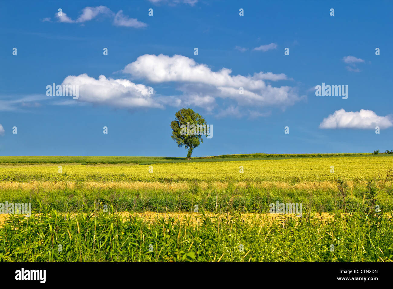 Single tree on yellow field under blue sky Stock Photo - Alamy