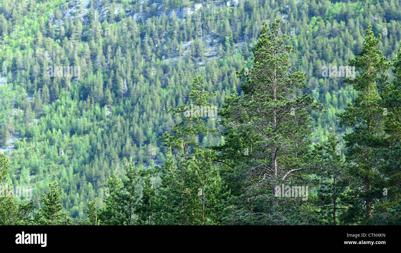 Norwegian woodland hi-res stock photography and images - Alamy