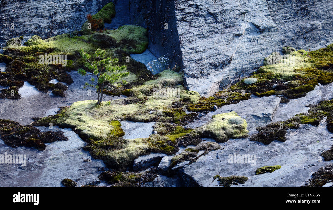 Norwegian moss hi-res stock photography and images - Alamy