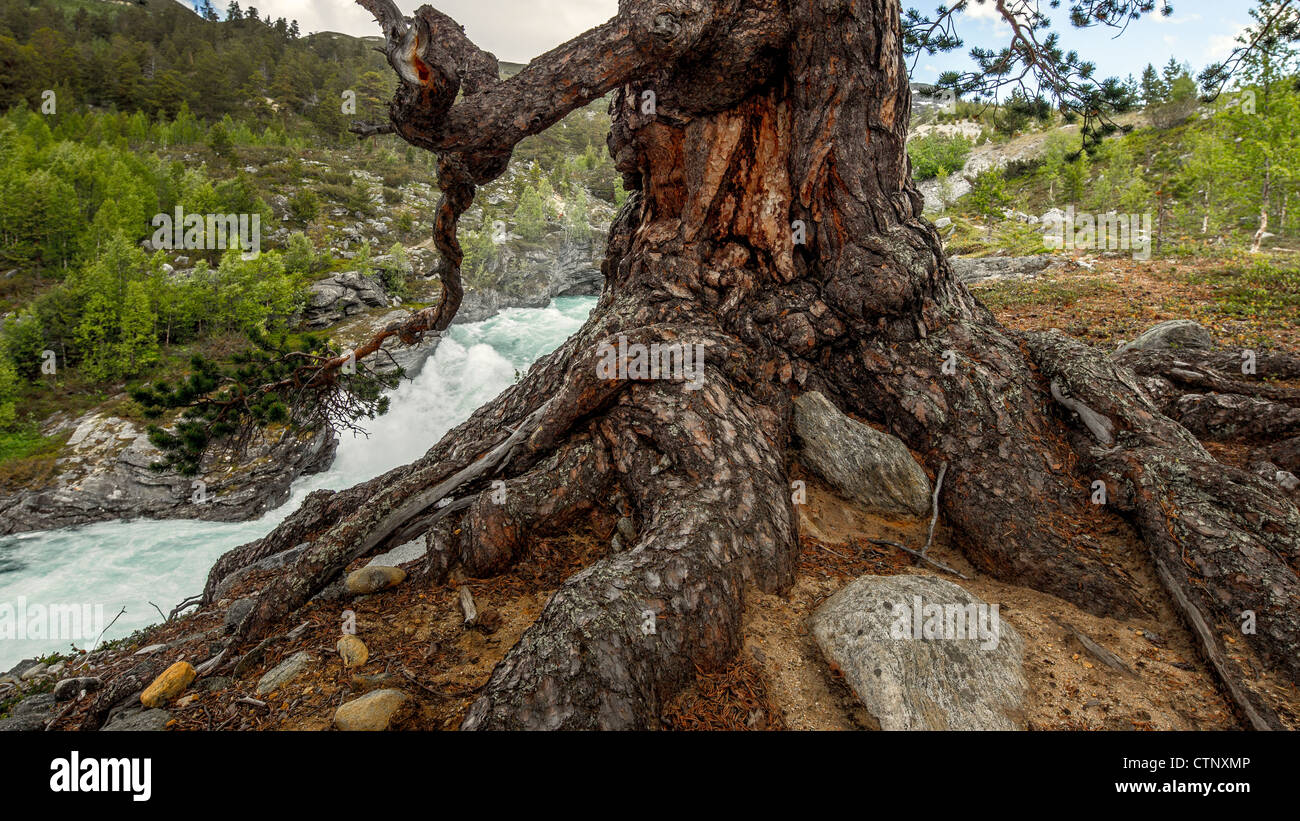 old tree, oppland, norway Stock Photo - Alamy