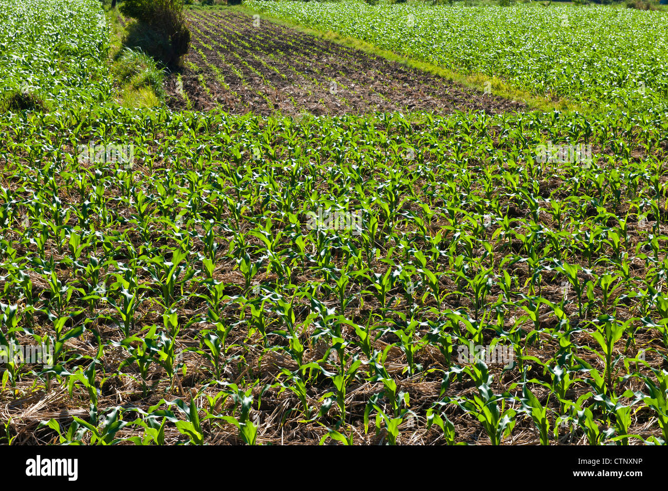 Cornfields in Ilocos Sur Stock Photo - Alamy