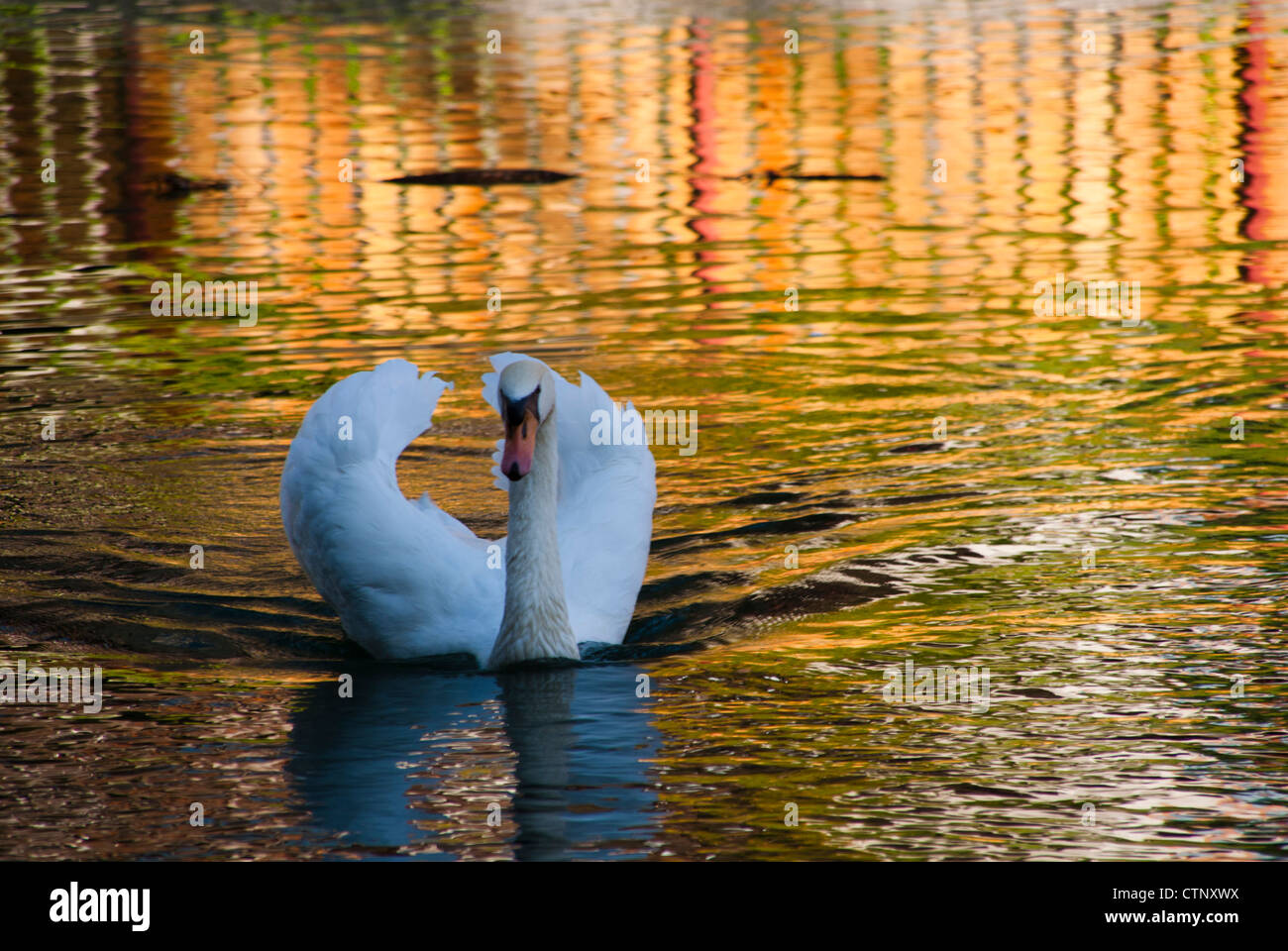 Aggressive swan with arched wings, autumnal colours Stock Photo - Alamy