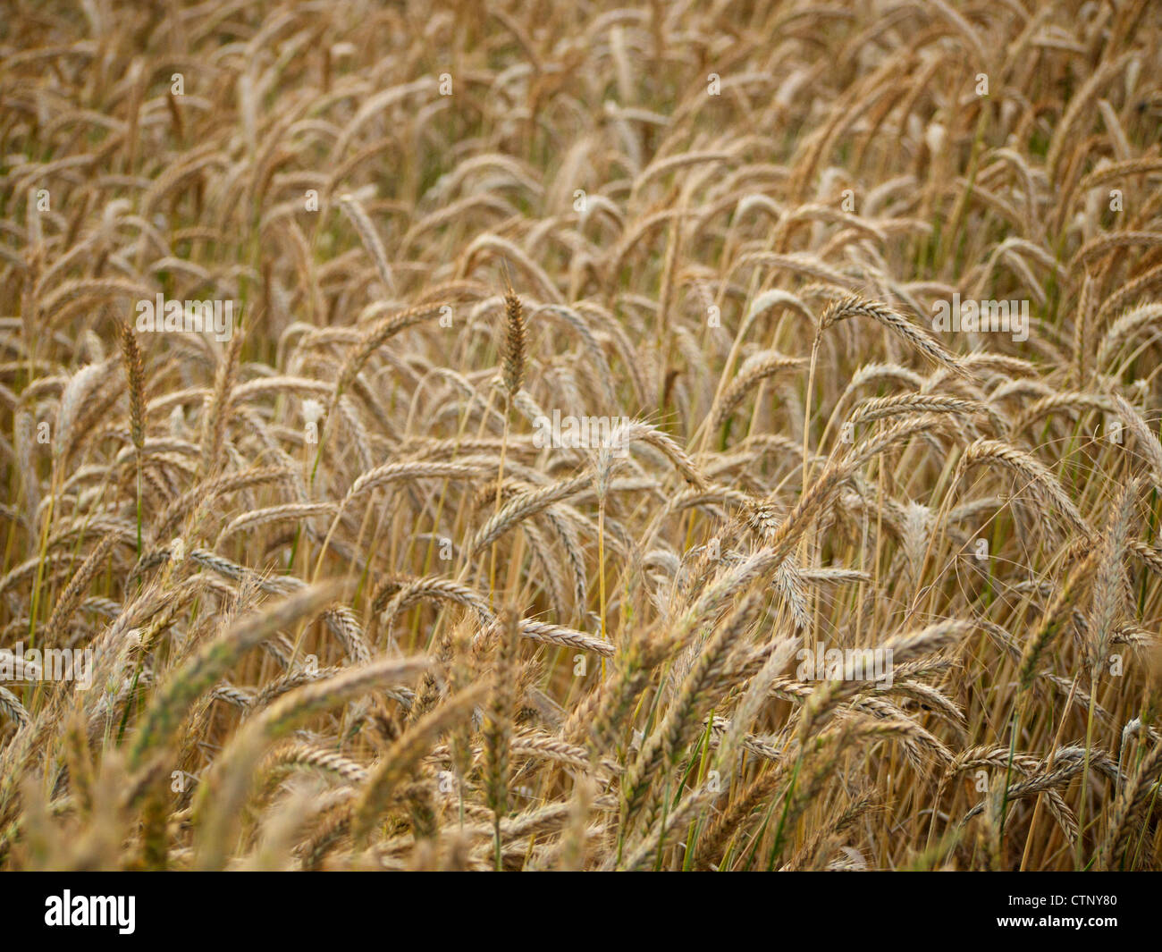 wheat field closeup Heiderscheid Luxemburg Stock Photo - Alamy
