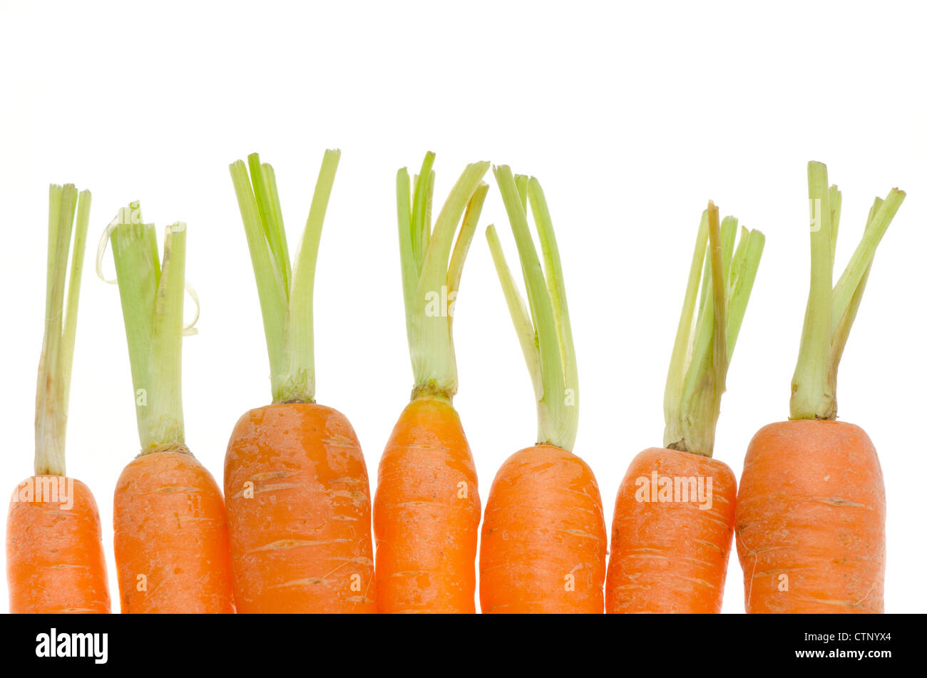 Close-up of carrot tops - studio shot with a white background Stock ...