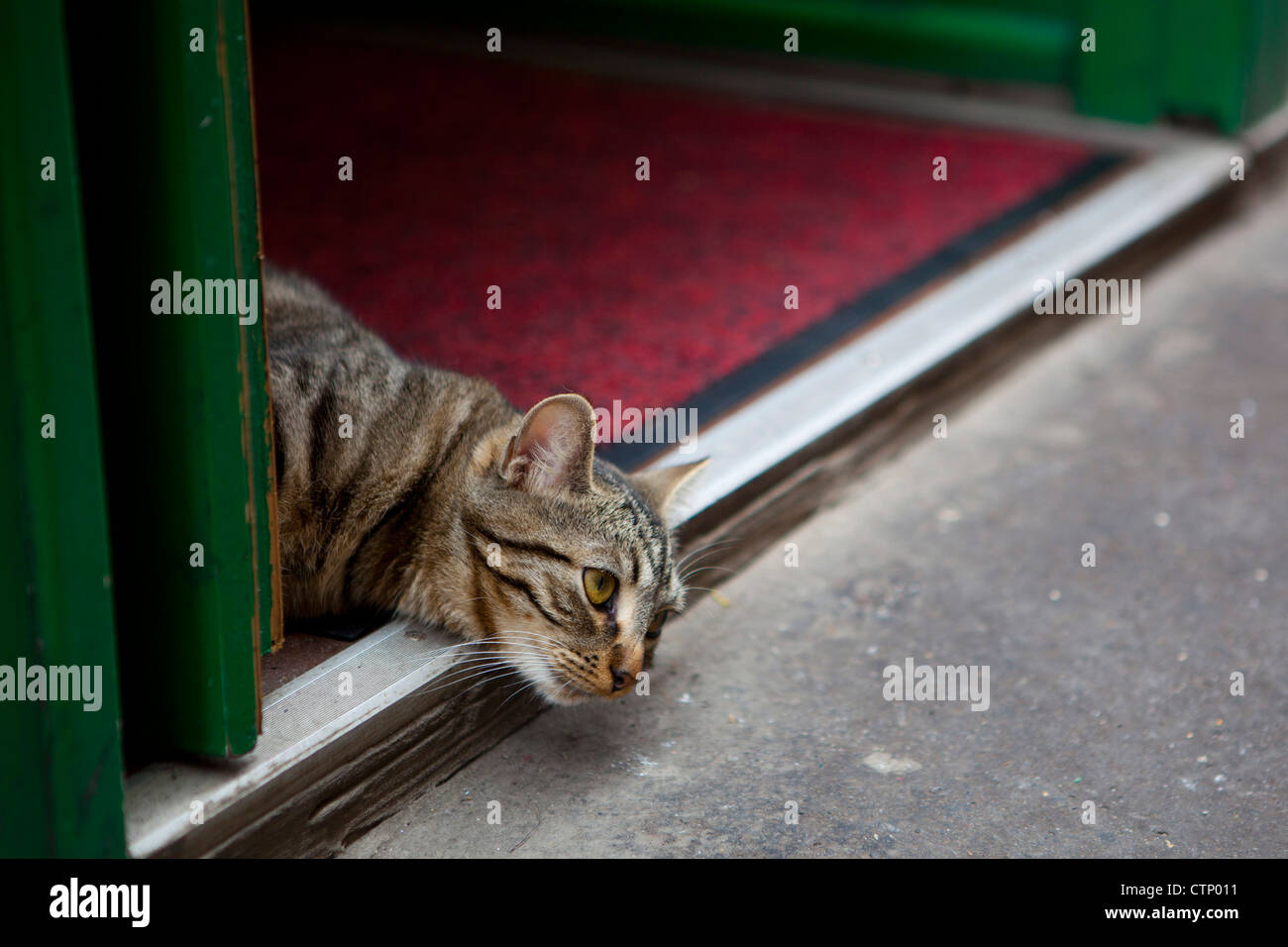 Cat cafe paris hi-res stock photography and images - Alamy