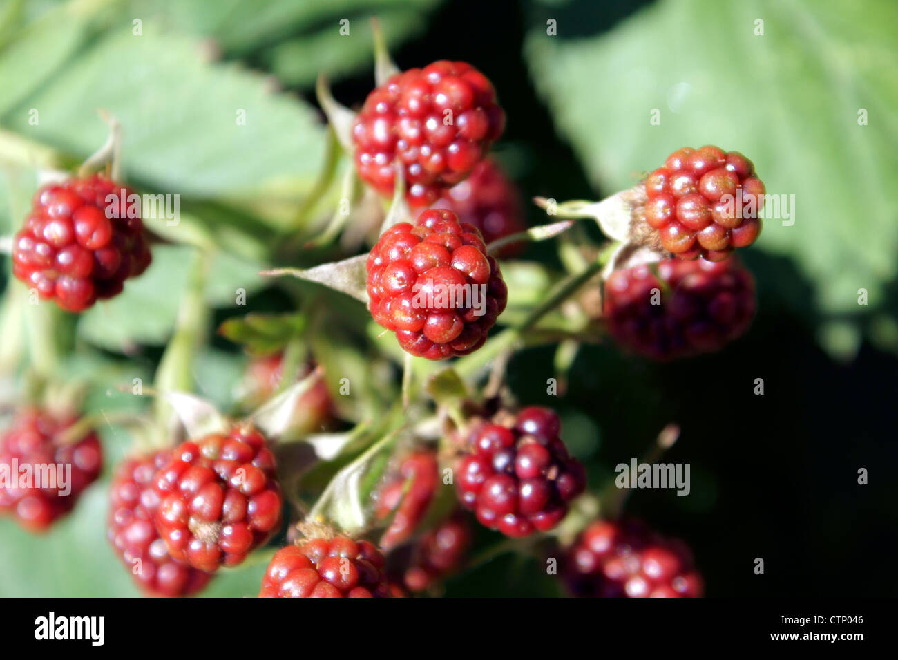BLACKBERRIES (NOT RIPE Stock Photo - Alamy