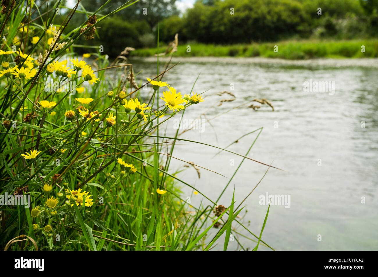 Riverside greenery hi-res stock photography and images - Alamy