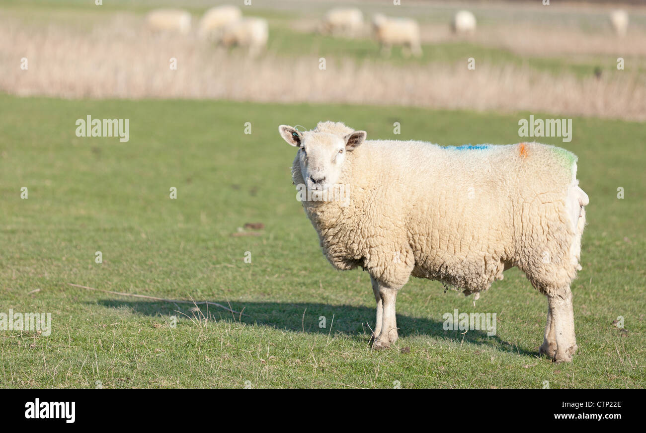 Romney Marsh High Resolution Stock Photography and Images - Alamy