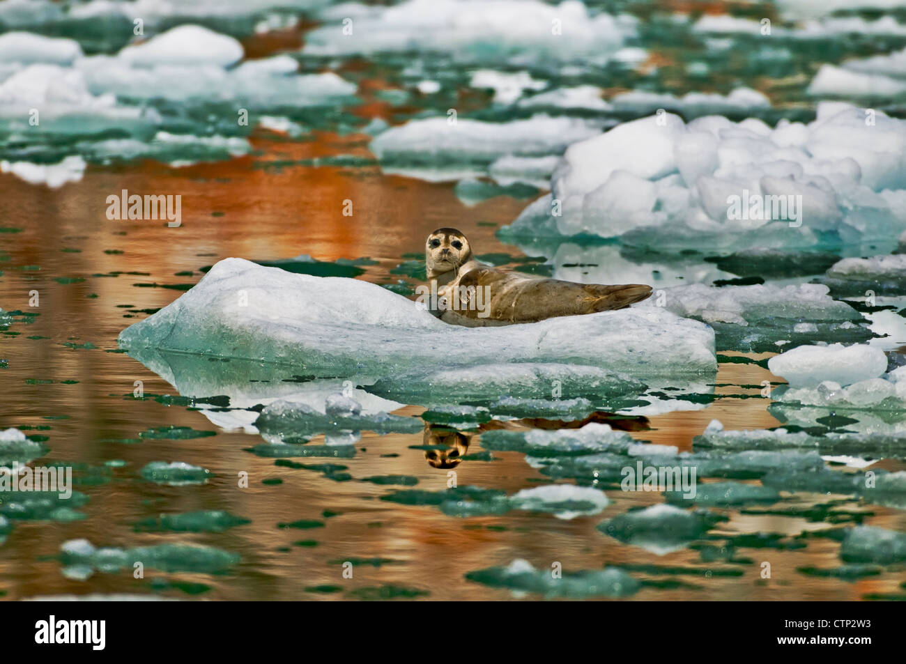 Hauled out basking in water hi-res stock photography and images - Alamy