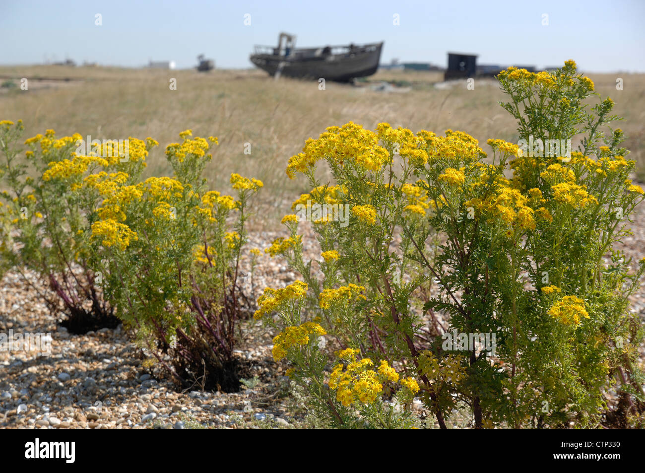 Marsh ragwort hi-res stock photography and images - Alamy
