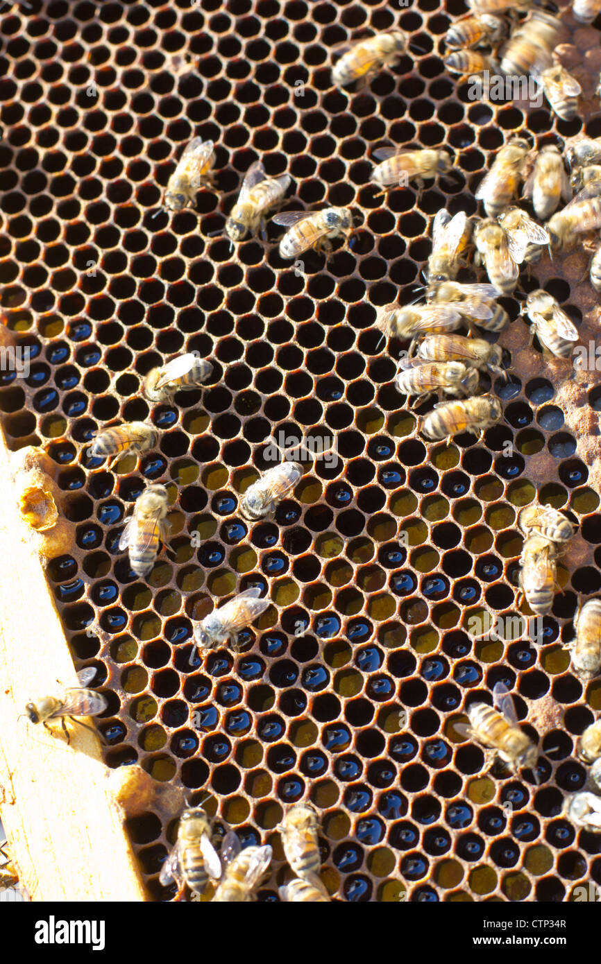 Structure for honey bees hi-res stock photography and images - Alamy