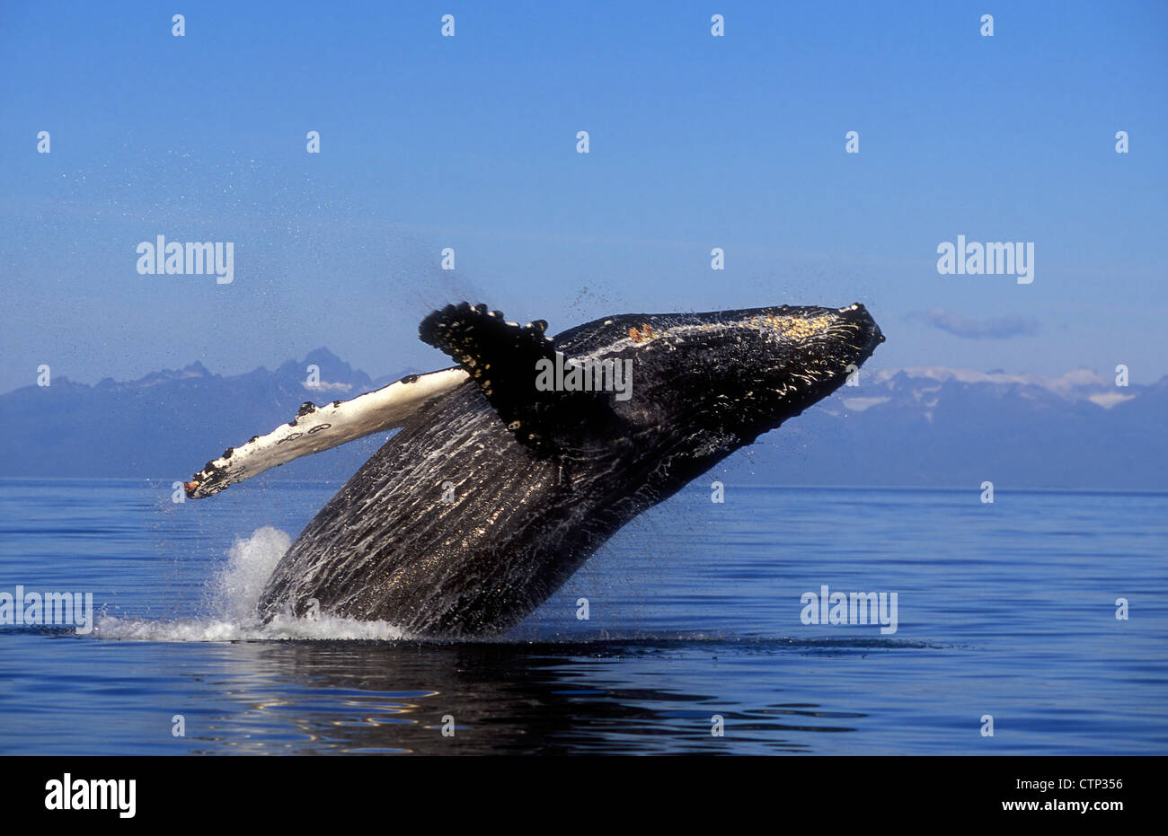 A Humpback whale breaches in Alaska's Frederick Sound Baranof Island ...