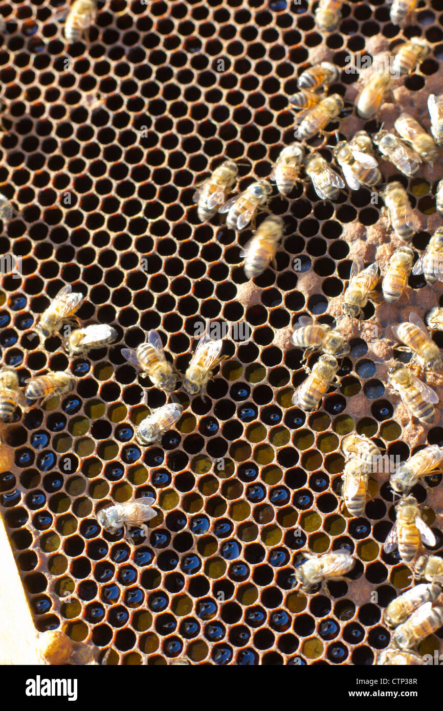 Bee structure hi-res stock photography and images - Alamy