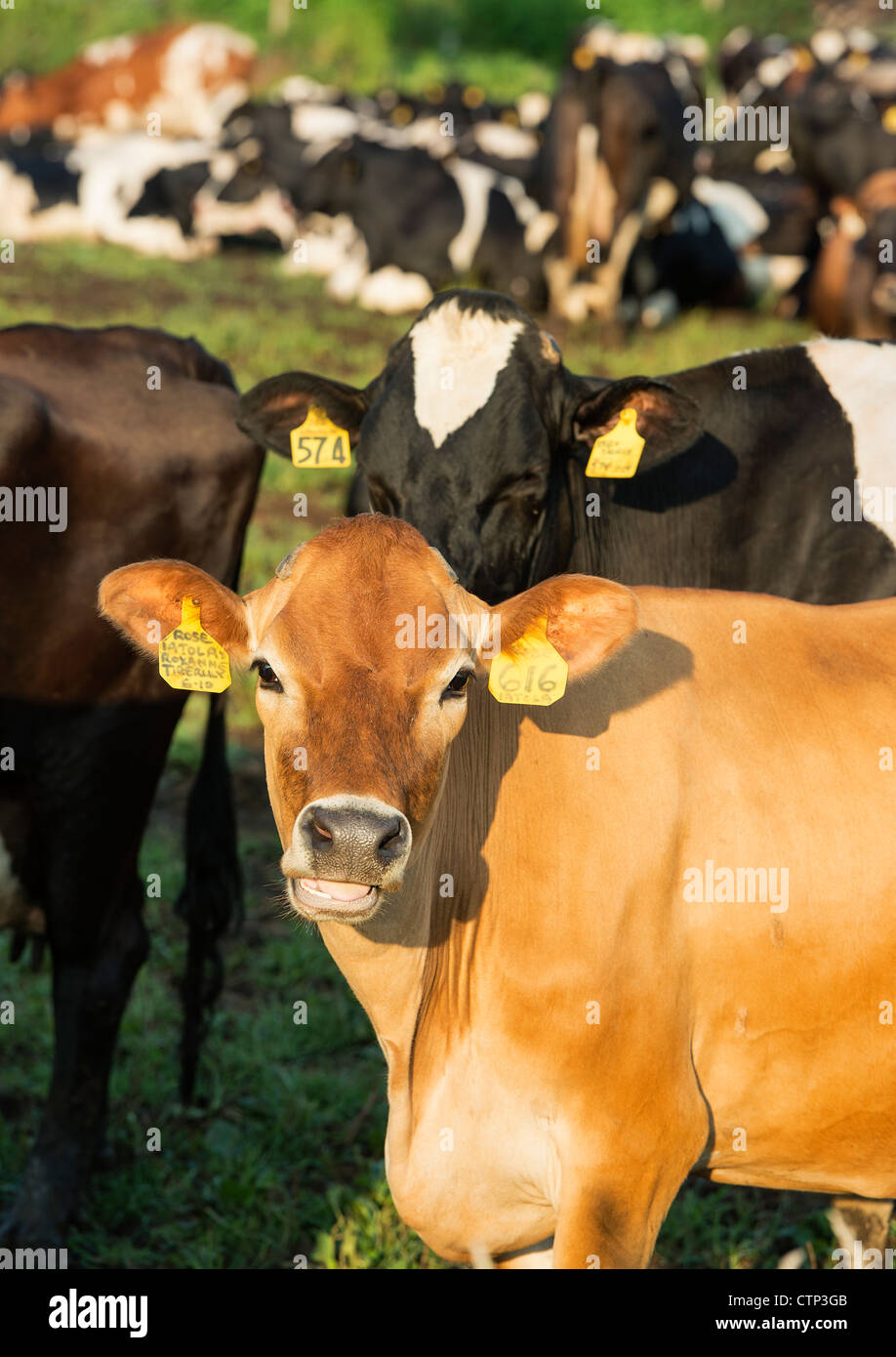 Cow herd in fileld Stock Photo - Alamy