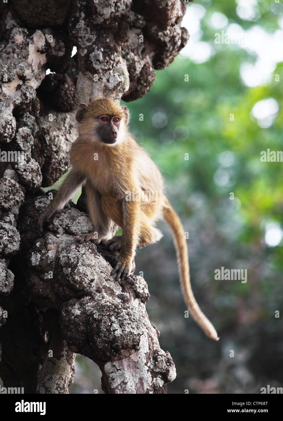 baboon on tree in luangwa national park zambia Stock Photo - Alamy