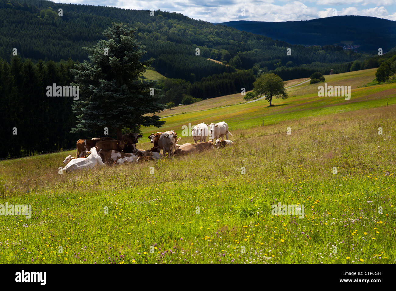Alpine cows on meadows hi-res stock photography and images - Alamy