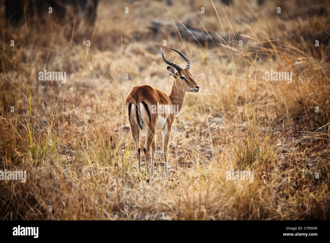 male impala in luangwa national park zambia Stock Photo - Alamy
