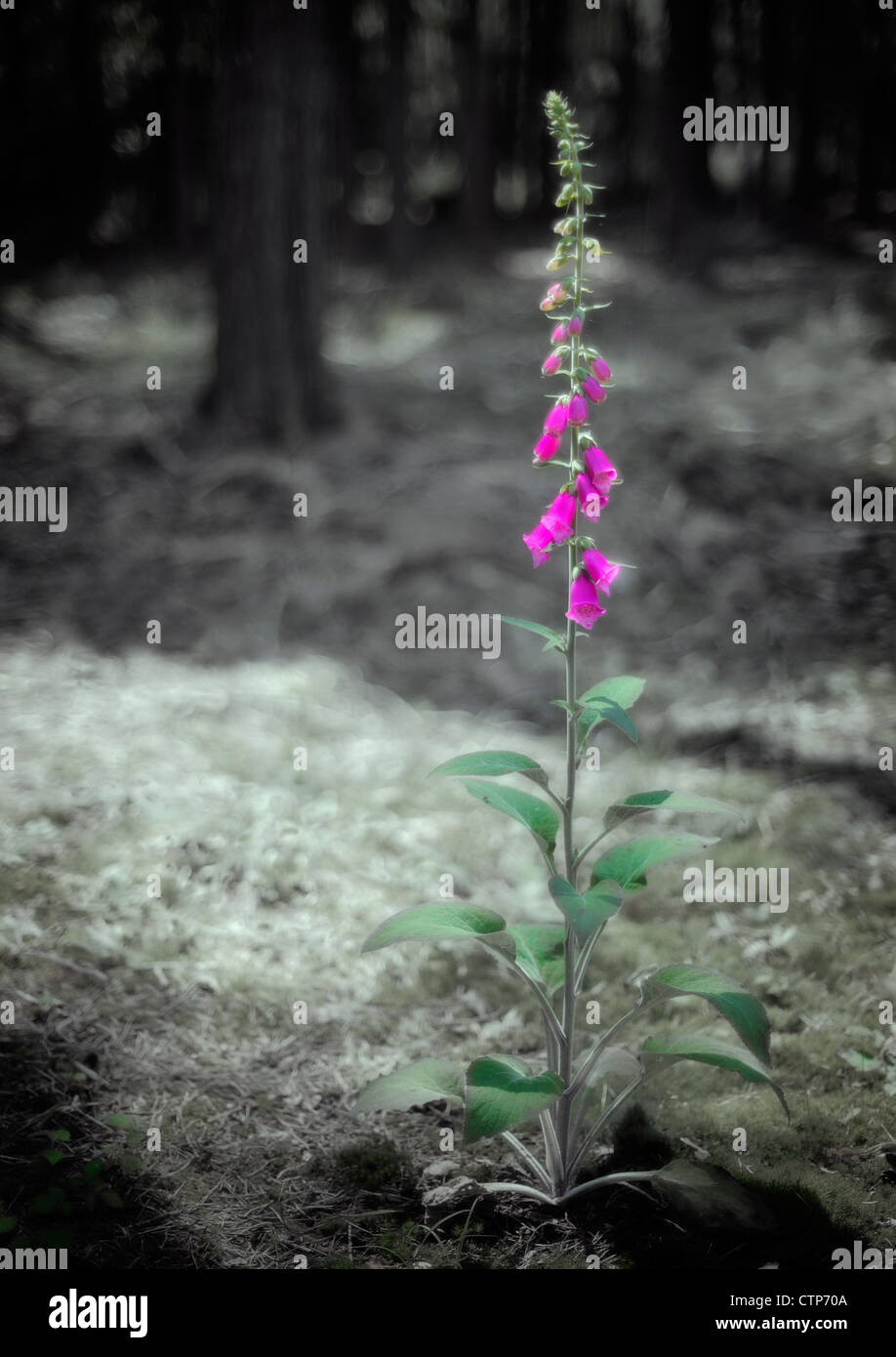 Single foxglove in woodland Stock Photo - Alamy