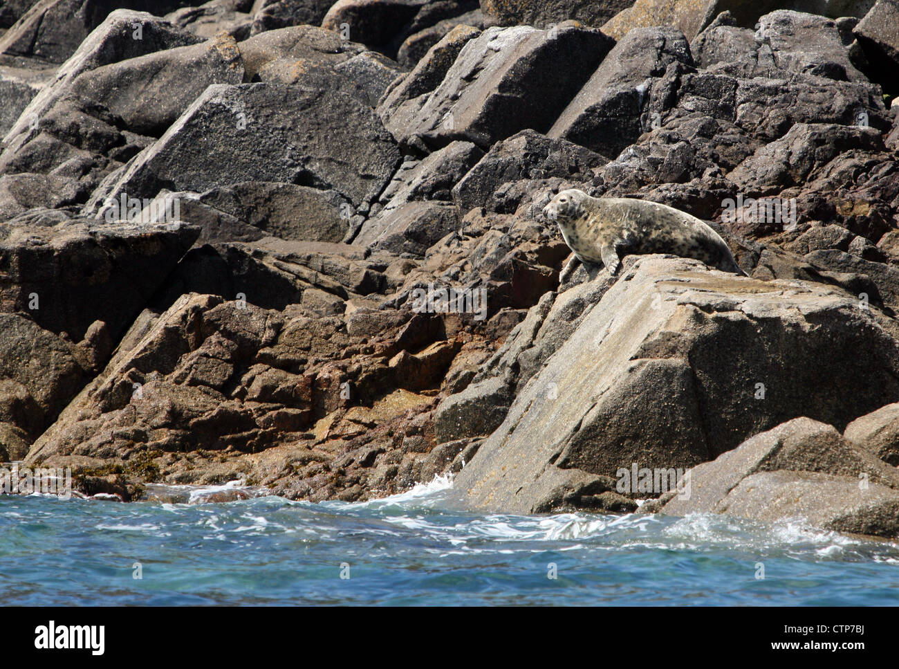 A seal resting on the Norrard rocks near Samson Scilly Isles Isles of ...