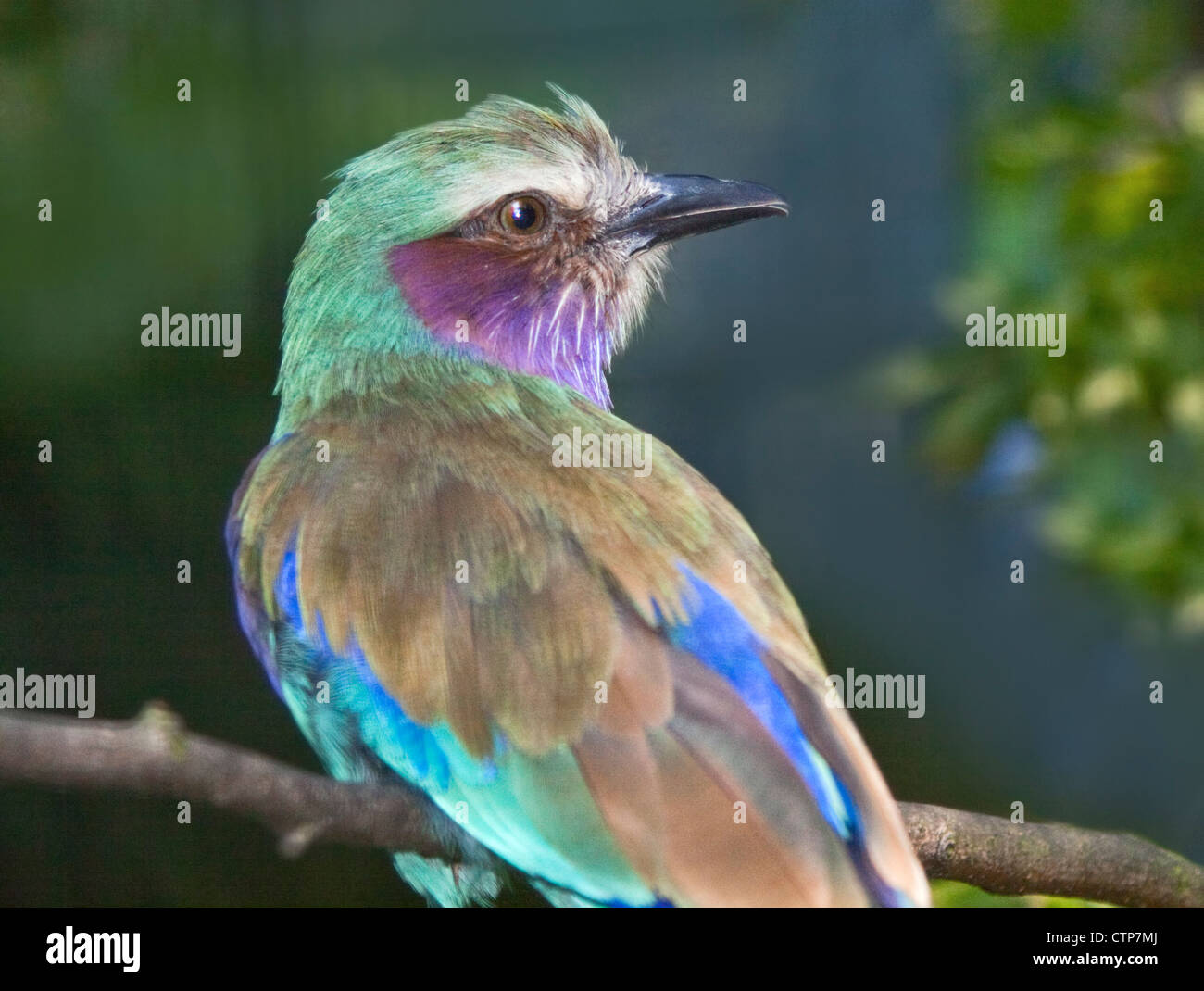Lilac Breasted Roller (coracias caudatus Stock Photo - Alamy
