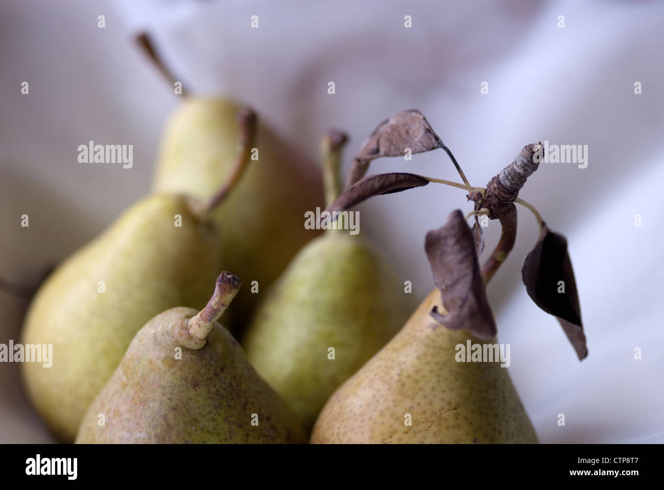 a close up image of the Guyot pears showing the stalks and some leaves ...