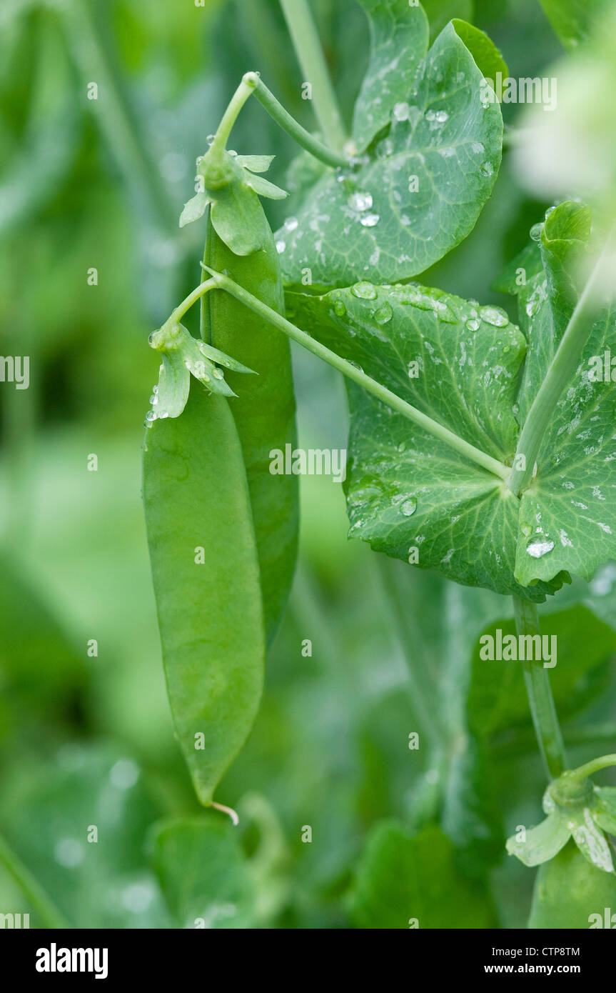 organic pea pods growing in garden Stock Photo - Alamy