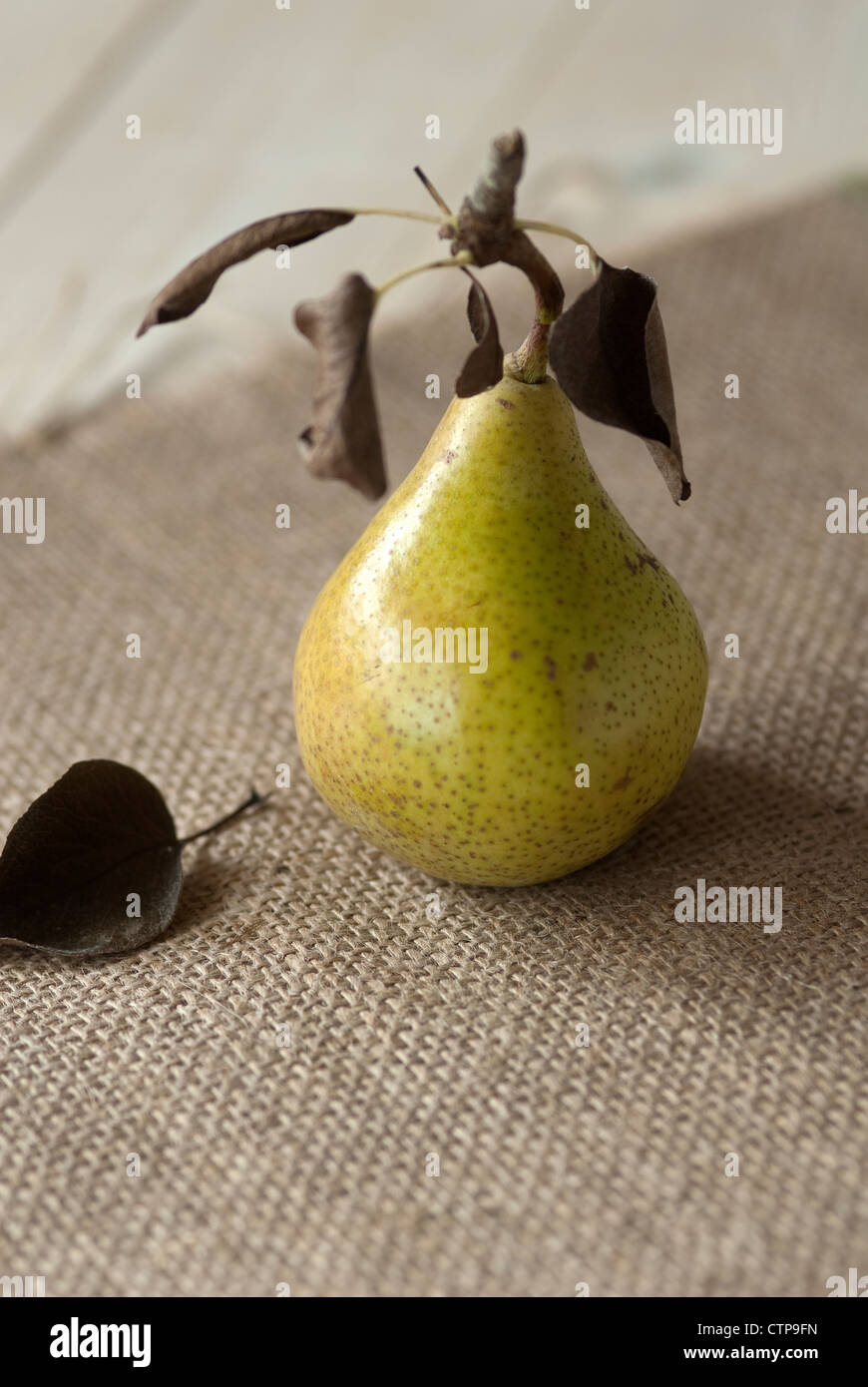 a single Guyot pear on a warm toned hessian cloth background Stock ...
