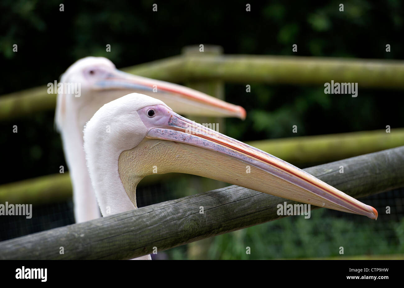 Eastern White Pelican (Pelecanus onocrotalus) at Blackpool Zoo Stock ...