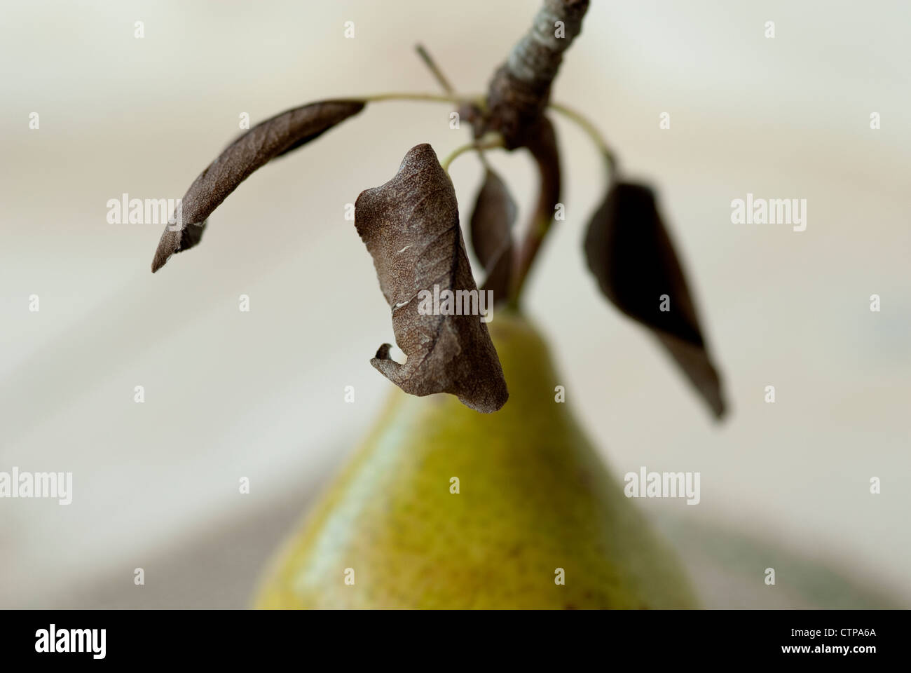 a close up of the leaves of a Guyot pear Stock Photo - Alamy