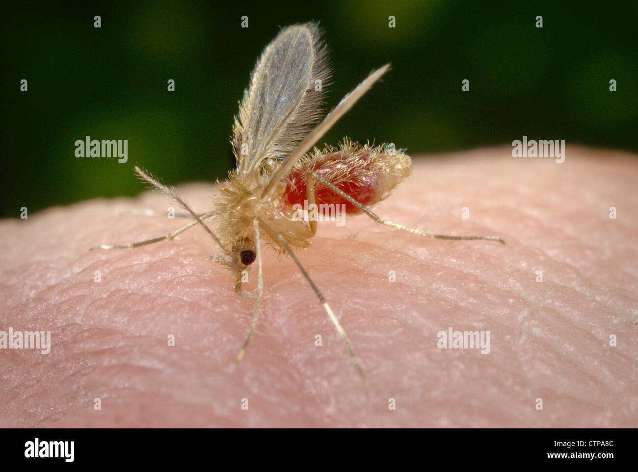 Phlebotomus hi-res stock photography and images - Alamy
