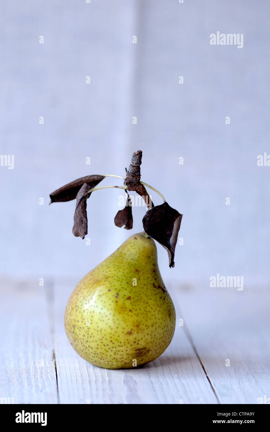 a single guyot pear with leaves against a light blue grey background ...