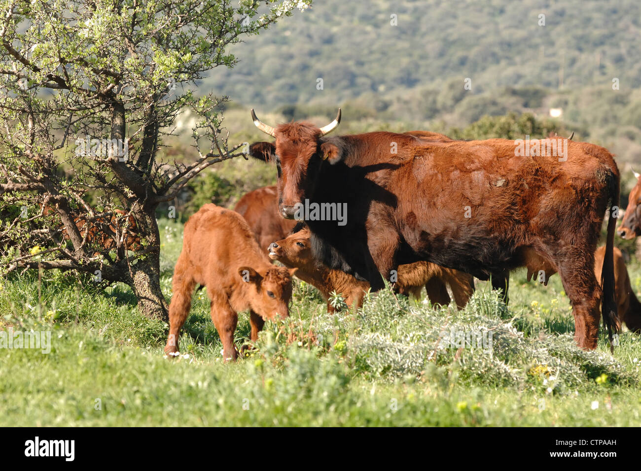 Cow and calf of red ox eating in the Sardinian landscape, Italy Stock ...